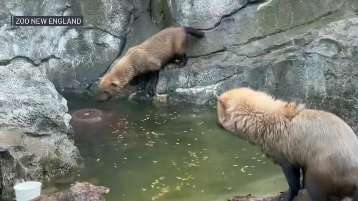 How Zoo New England keeps its animals cool in a heat wave – NBC Boston