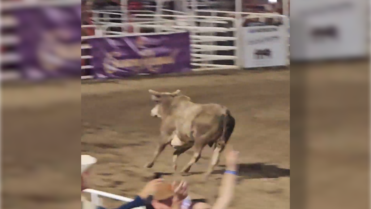 WATCH: Bull attacks spectators after escaping rodeo arena – NBC Boston