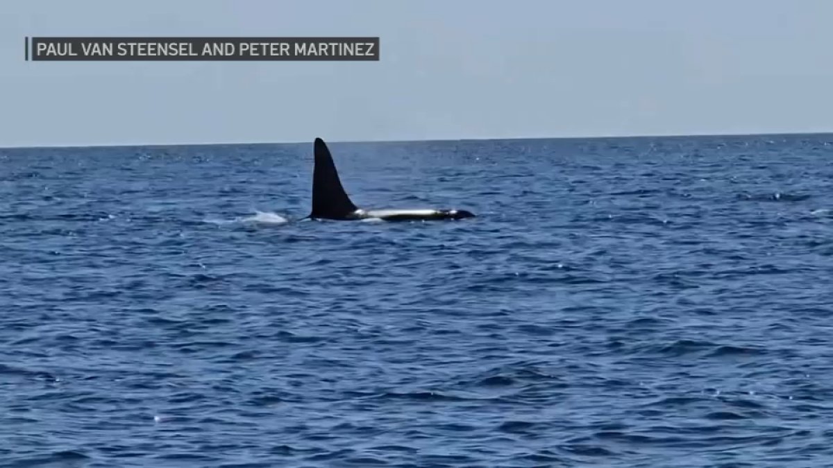 Video shows orca spotted off coast of Chatham – NBC Boston