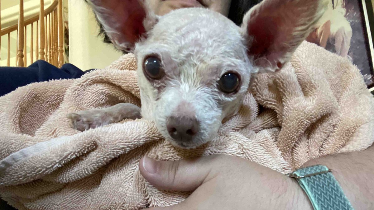 Gizmo the dog found alive after going missing for 9 years in Las Vegas ...