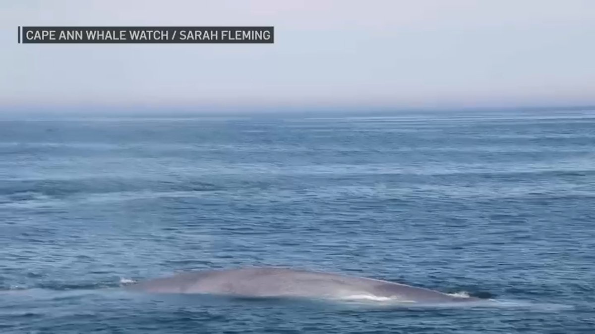 Rare blue whale — world’s largest animal — spotted off Gloucester – NBC ...