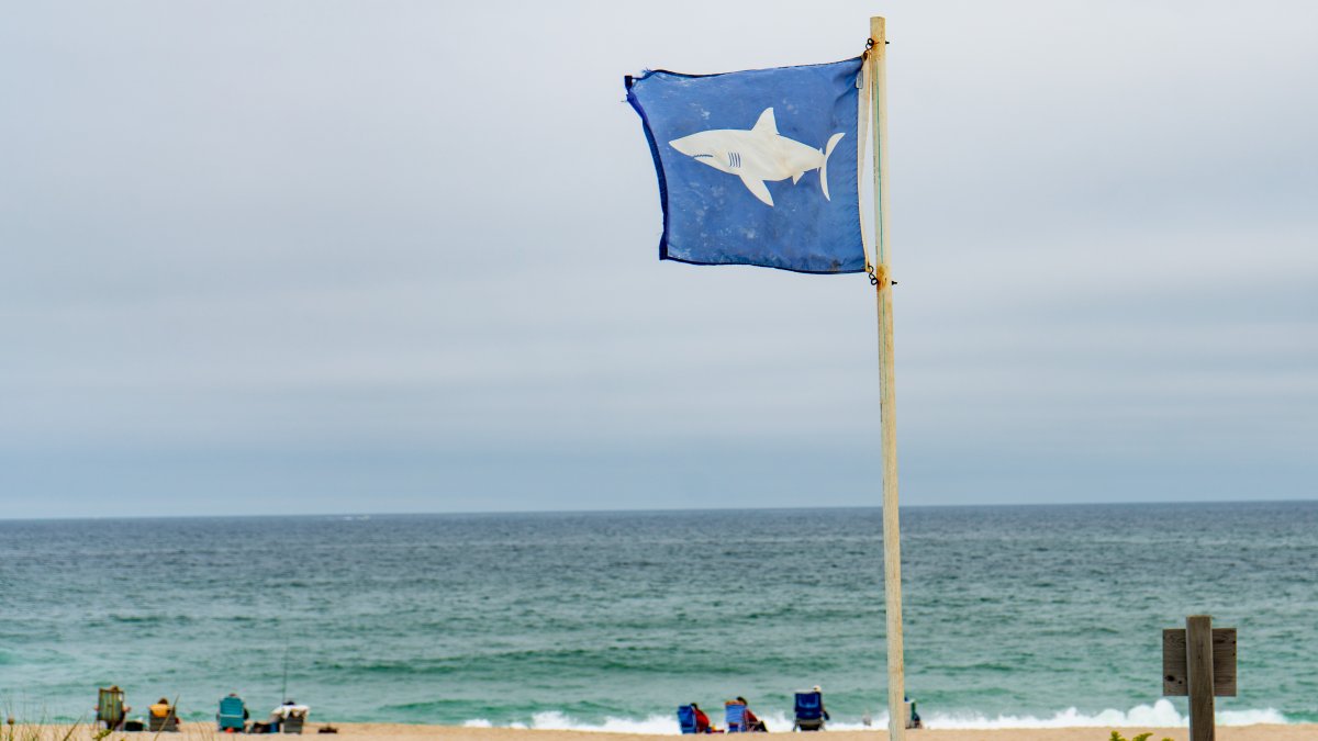 Cape Cod shark sightings reported Wednesday – NBC Boston