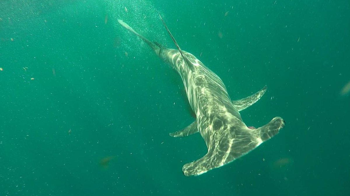 Hammerhead shark Cape Cod sighting – NBC Boston