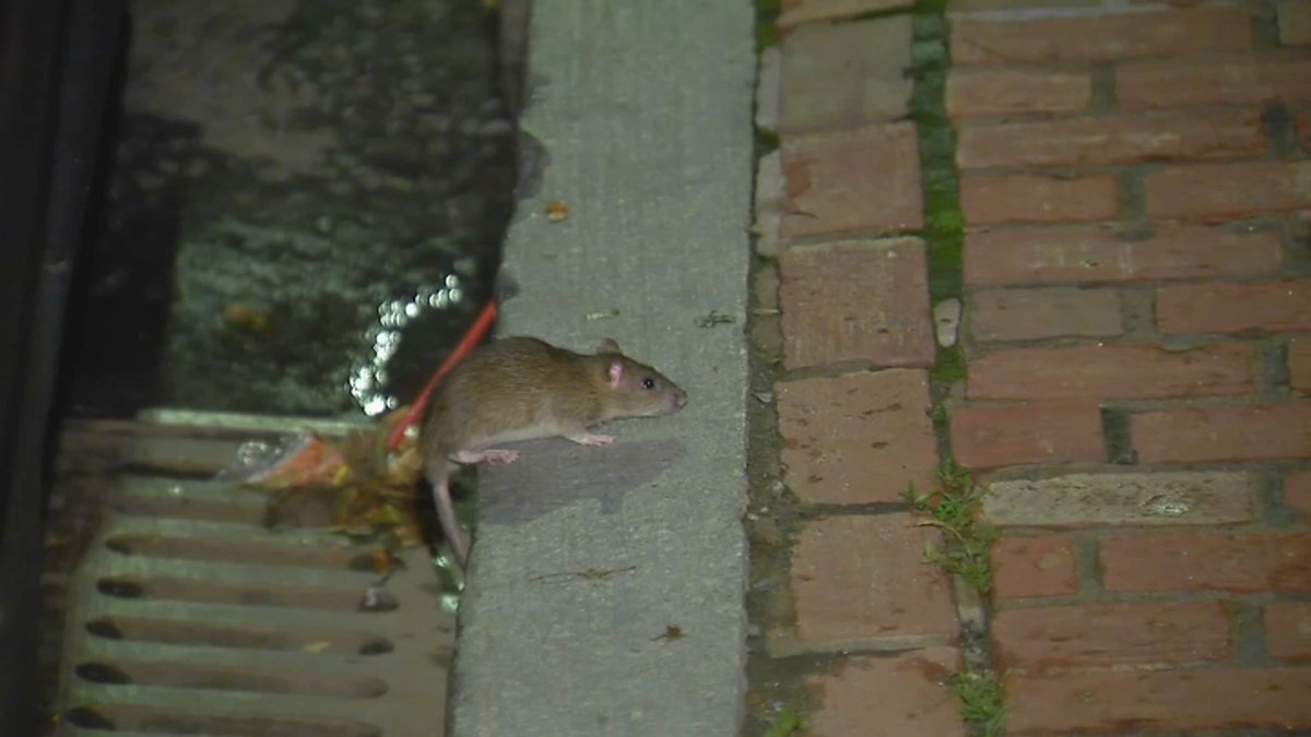 Boston releases rat control plan – NBC Boston