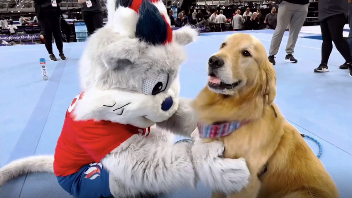 Meet Team USA’s MVP — most valuable pup, Beacon the therapy dog – NBC ...