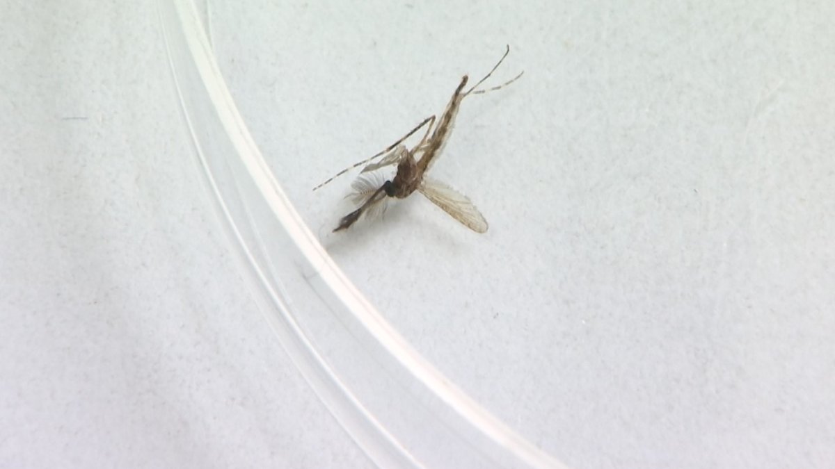 EEE in Massachusetts: 1st mosquitoes of season test positive – NBC Boston