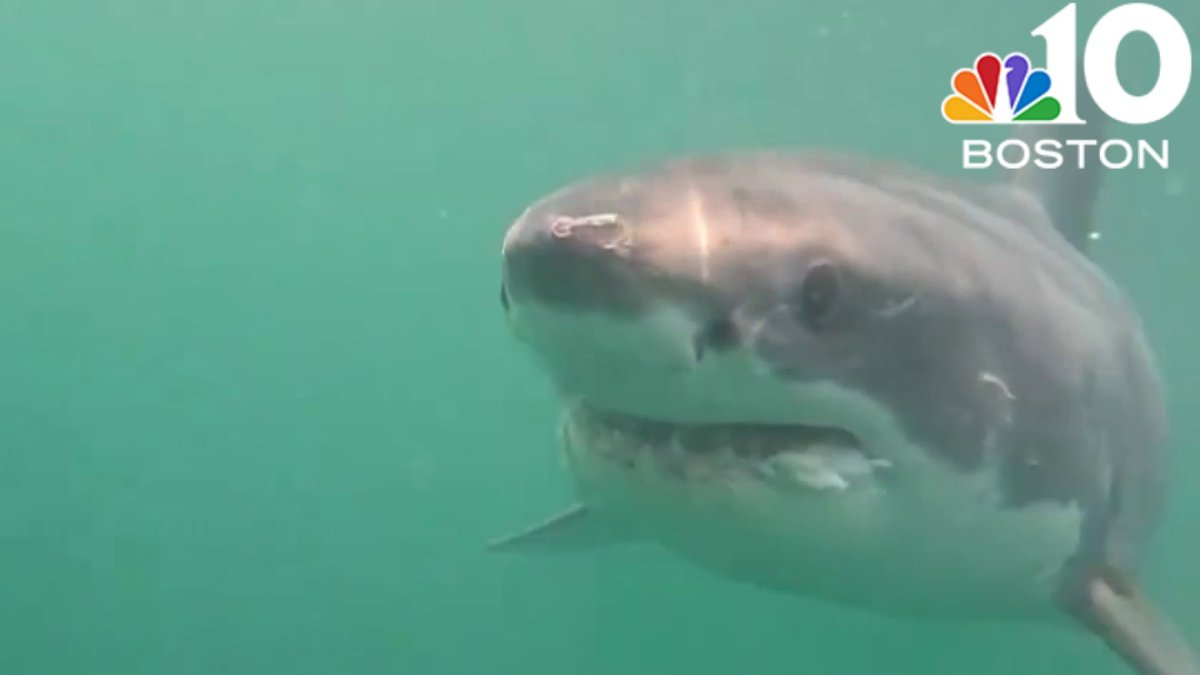 Shark surprise: Great white smiles at researchers off Massachusetts ...
