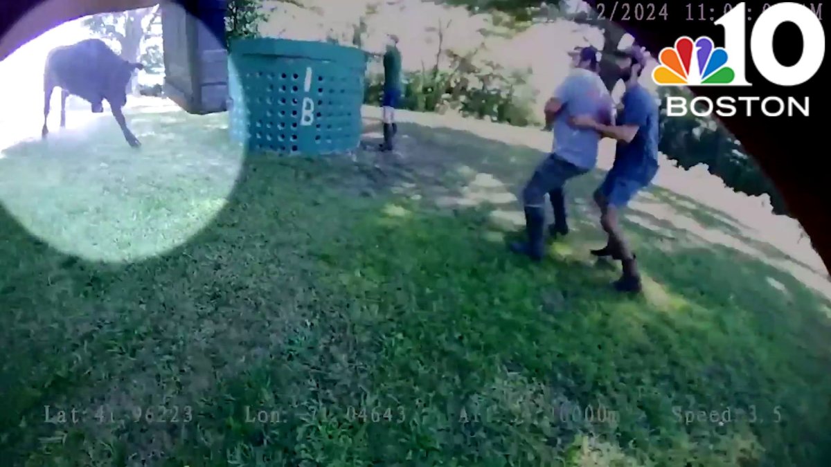 Video: Police officer shoots charging bull in Raynham, Mass. – NBC Boston