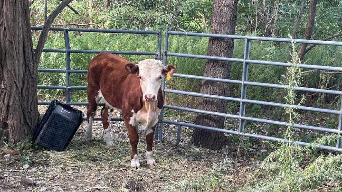 Boston bull on the loose captured – NBC Boston