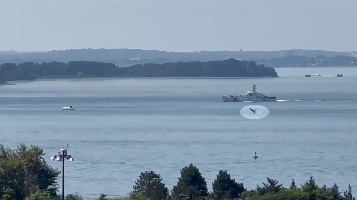Boston Harbor whale sighting – NBC Boston