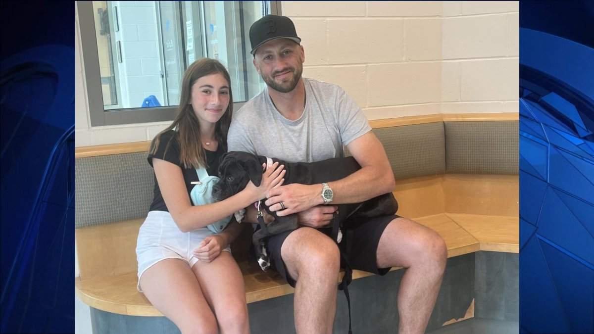 Former Pats QB Brian Hoyer adopts dog, her puppy in Boston – NBC Boston