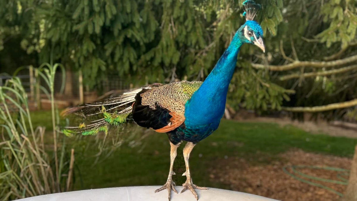 Cape Cod peacock reported missing – NBC Boston