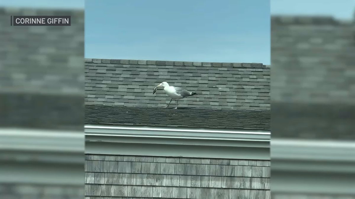 Seagull steals Nantucket man’s wallet, picks through it on roof – NBC ...
