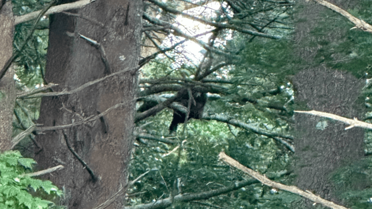 North Andover, MA black bear mother and cub sighted – NBC Boston