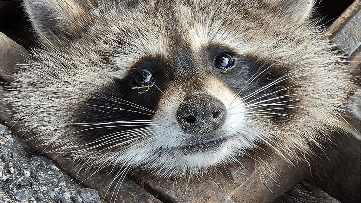 PHOTOS: Adorable racoon rescue in Cambridge, MA – NBC Boston