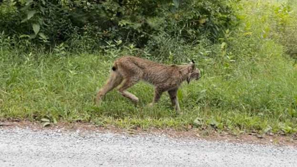 Canada lynx confirmed in Vermont for 1st time since 2018 – NBC Boston