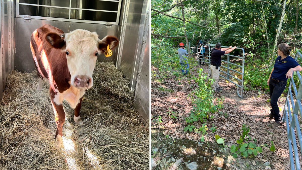 Moodini: Meet steer that escaped capture in Boston for 2 months – NBC ...