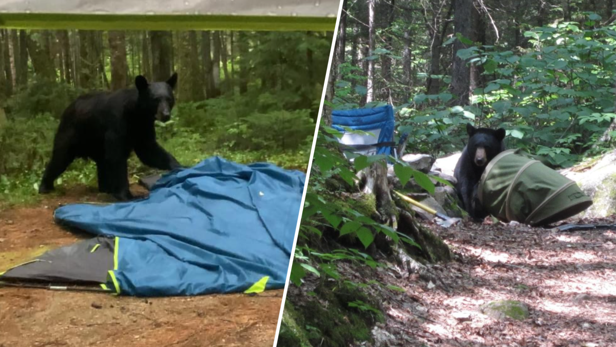 NH bear warning for campers in White Mountains – NBC Boston