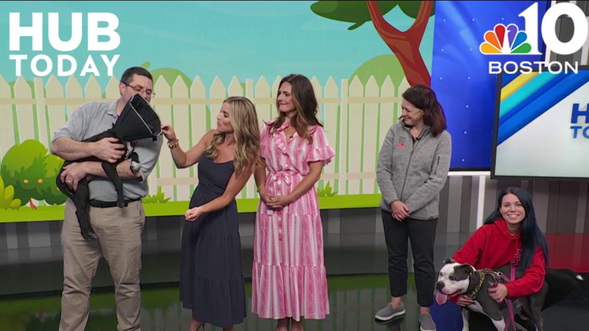 Everything you need to know about adopting a dog – NBC Boston