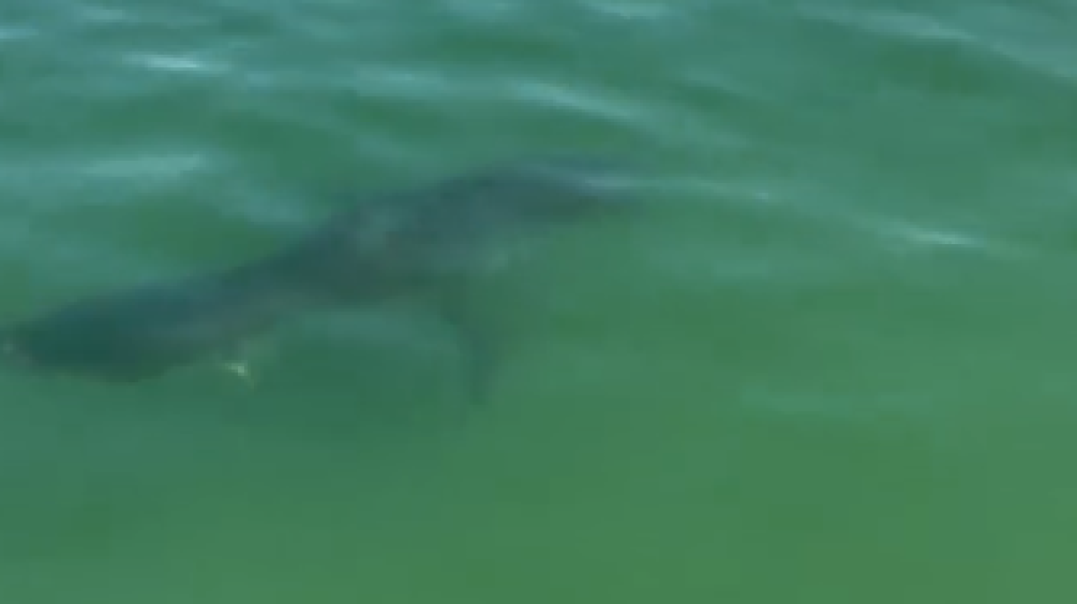 Shark spotted off Crane Beach in Ipwich, MA – NBC Boston