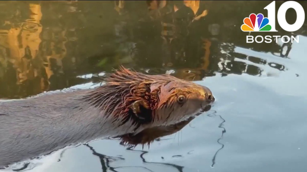 Thousands eager to keep this Massachusetts beaver safe – NBC Boston