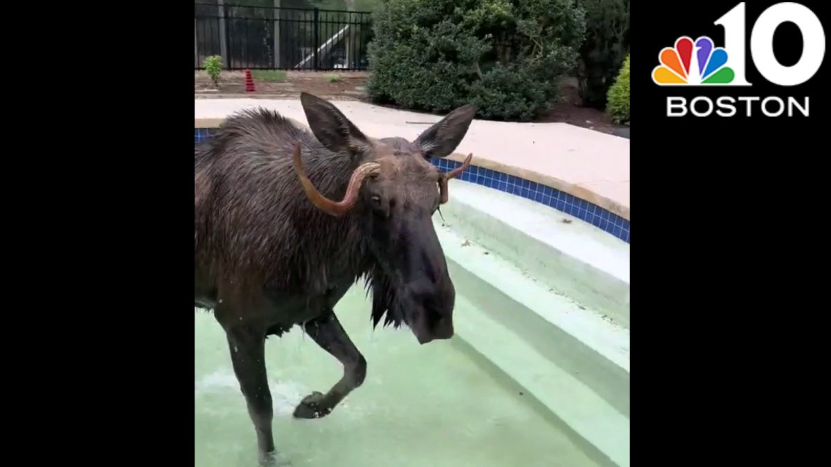 WATCH: Moose rescued from NH pool – NBC Boston