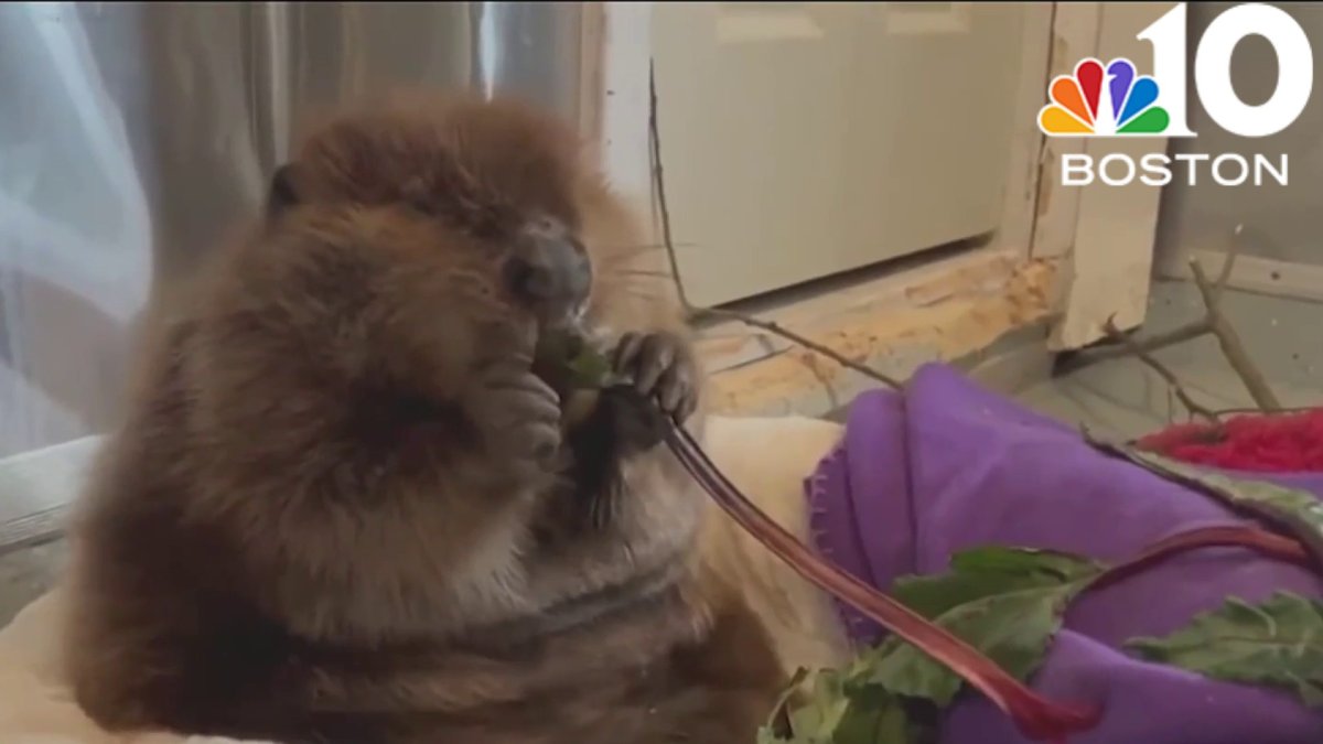 Nibi the beaver is staying home! – NBC Boston