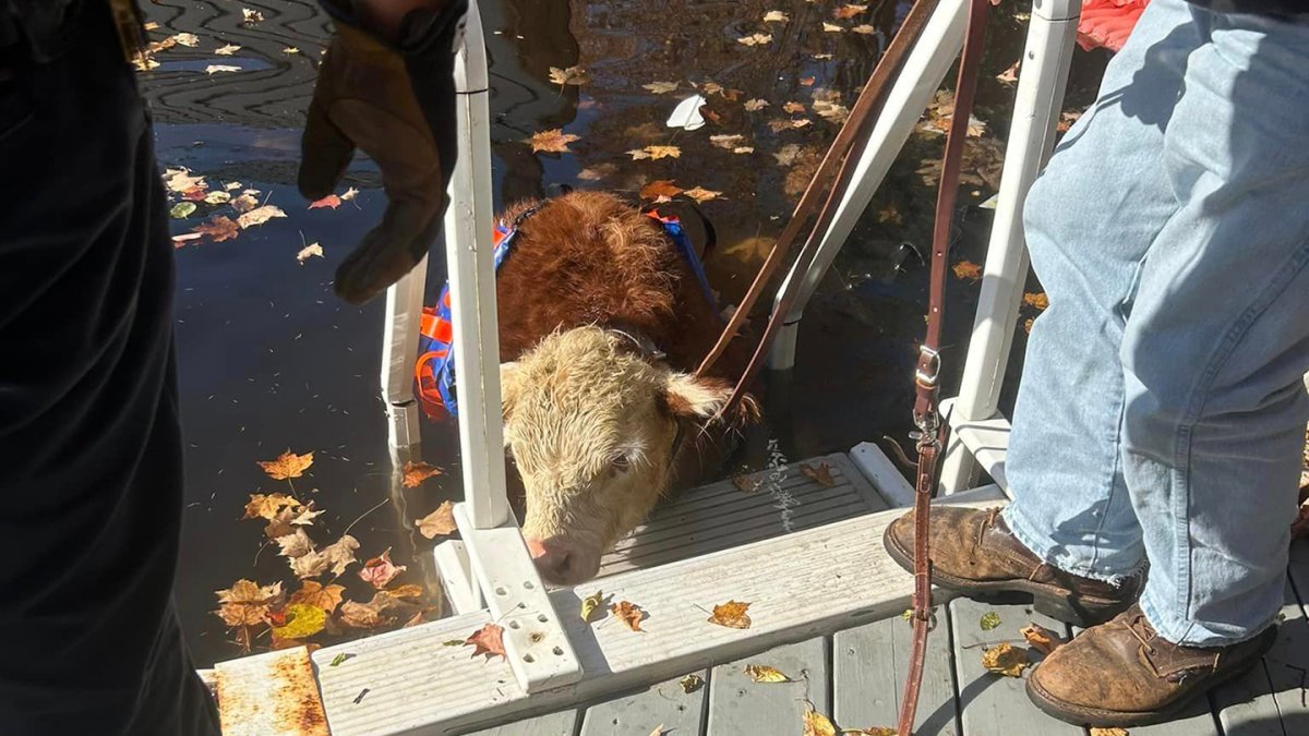 Cow saved from swimming pool in Northfield, NH – NBC Boston