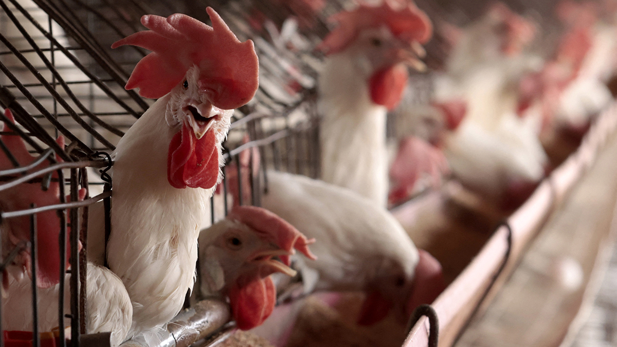Is bird flu spreading in people? Without blood test results, officials ...