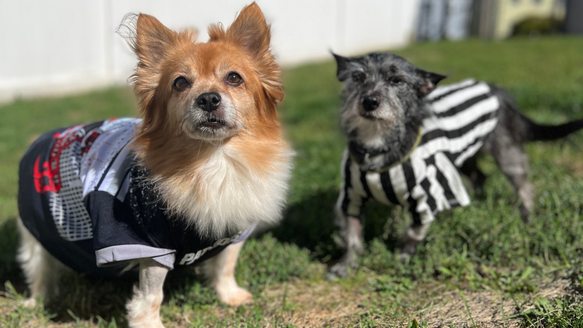 Hurricane Helene recovery: MSPCA-Angell waiving dog adoption fees – NBC ...