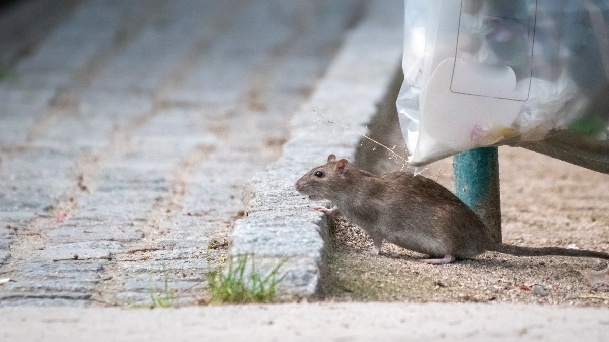 Rats in Boston: No plans for rat birth control in 2024 – NBC Boston