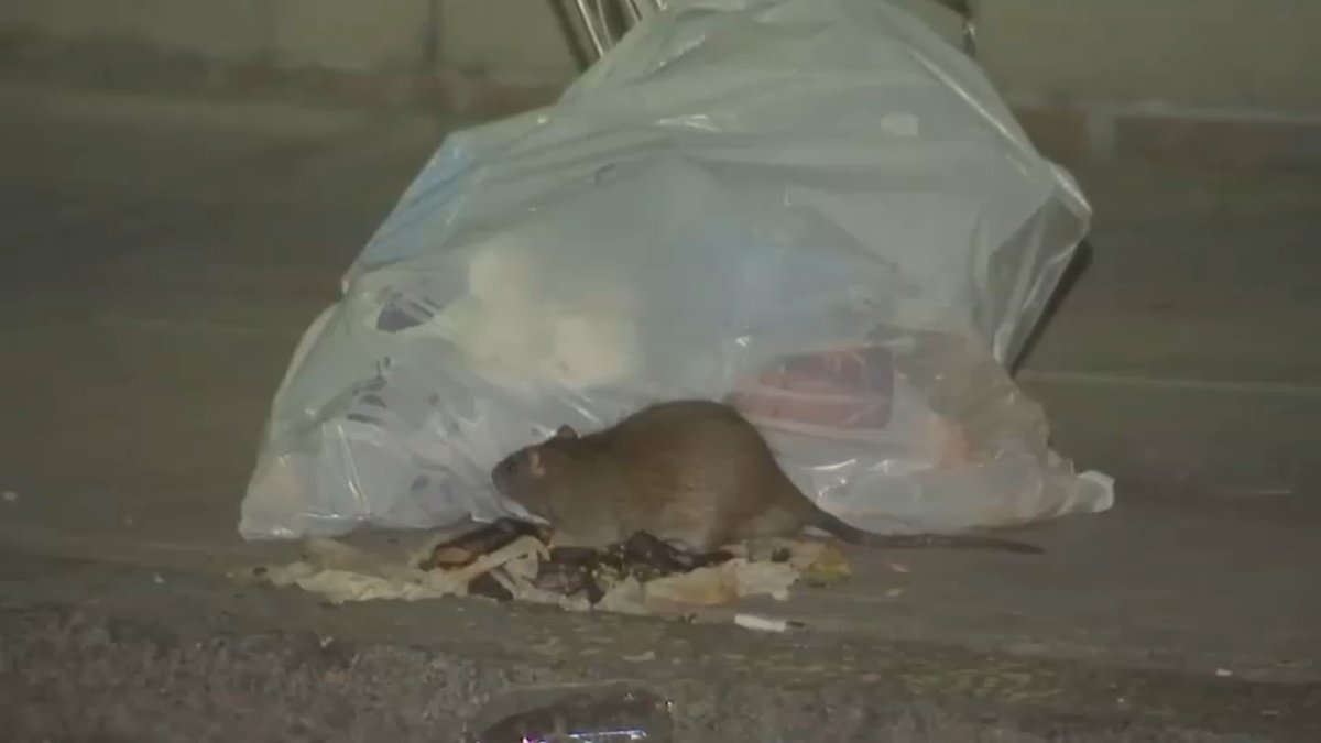 Boston city councilors call for expansion of rat birth control program ...