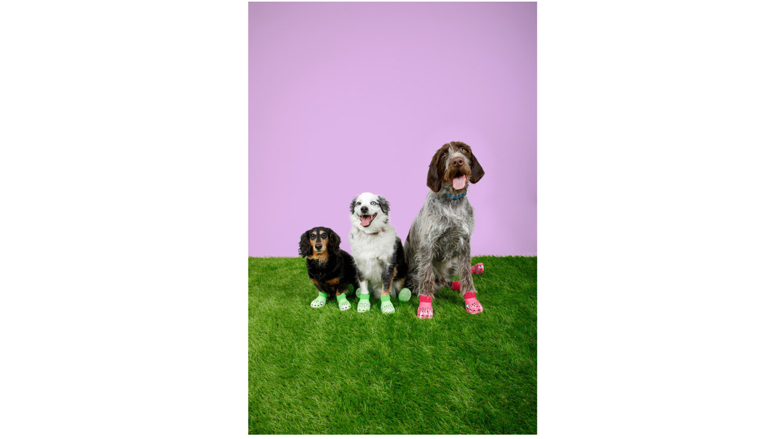 Crocs is releasing shoes for dogs and matching clogs for humans – NBC ...