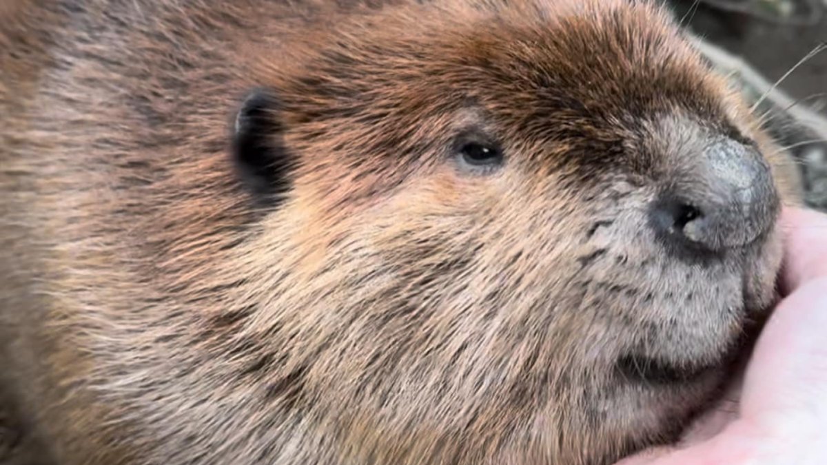 Nibi the beaver can stay home! MA Gov. Healey shares update – NBC Boston