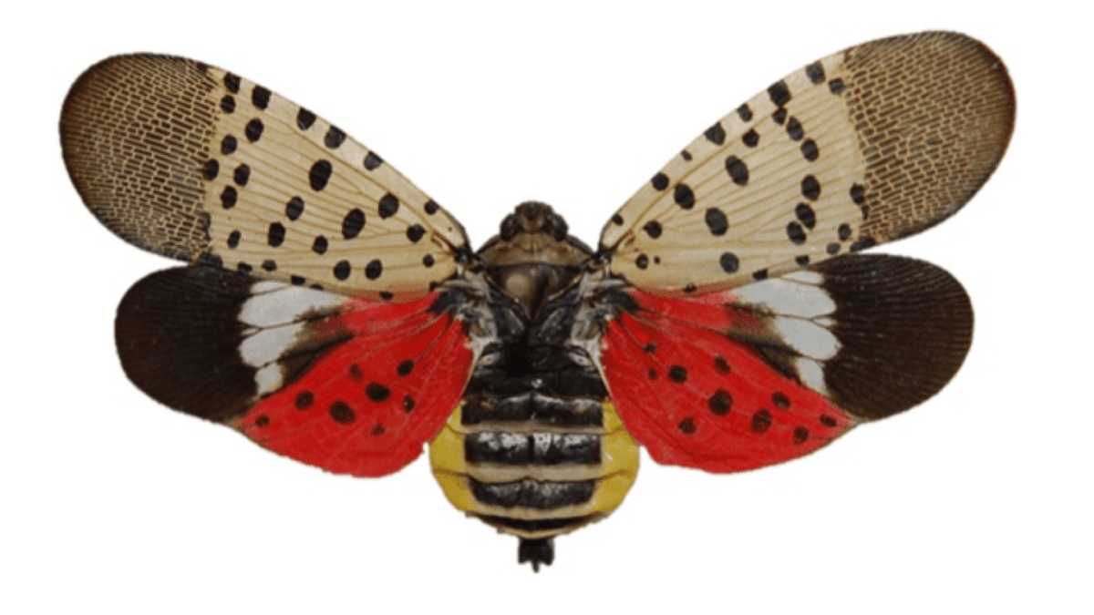 Spotted lanternflies in MA: 2024 infestation map, sightings – NBC Boston