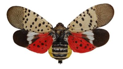Spotted lanternflies in MA: 2024 infestation map, sightings – NBC Boston