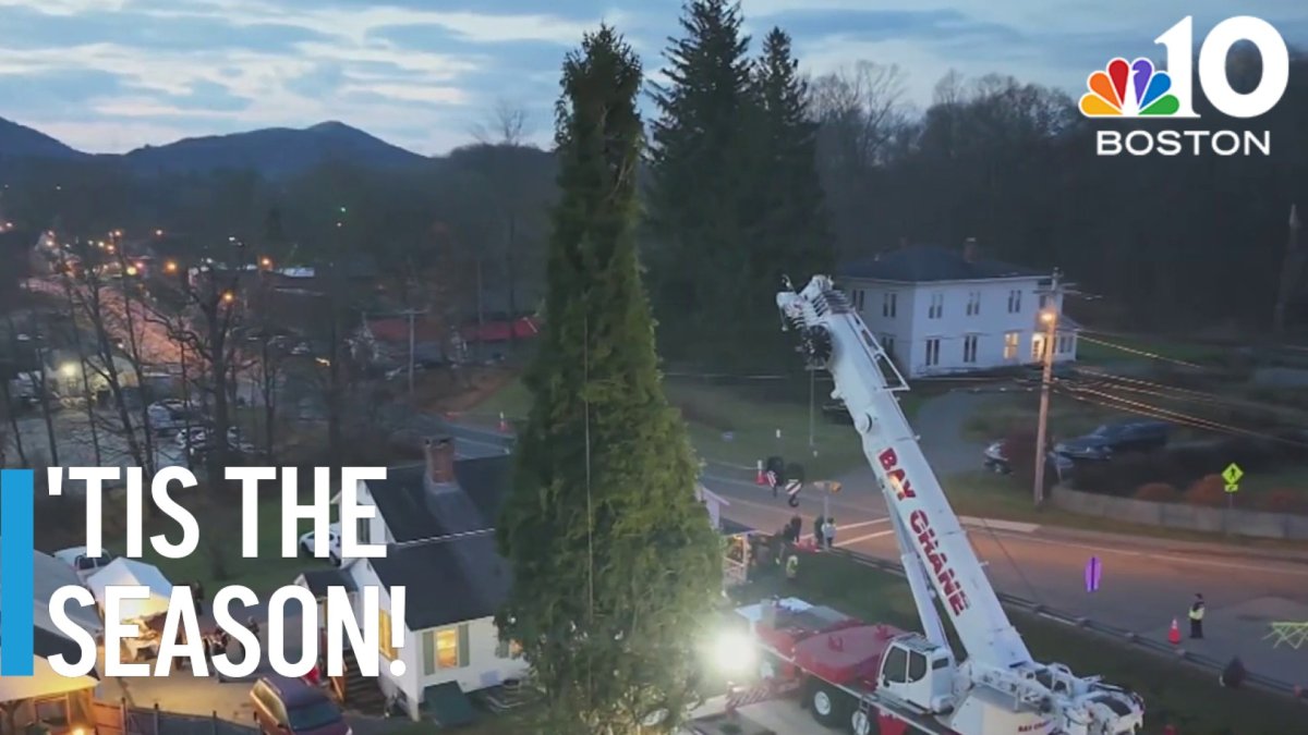 Meet the 2024 Rockefeller Center Christmas Tree! – NBC Boston