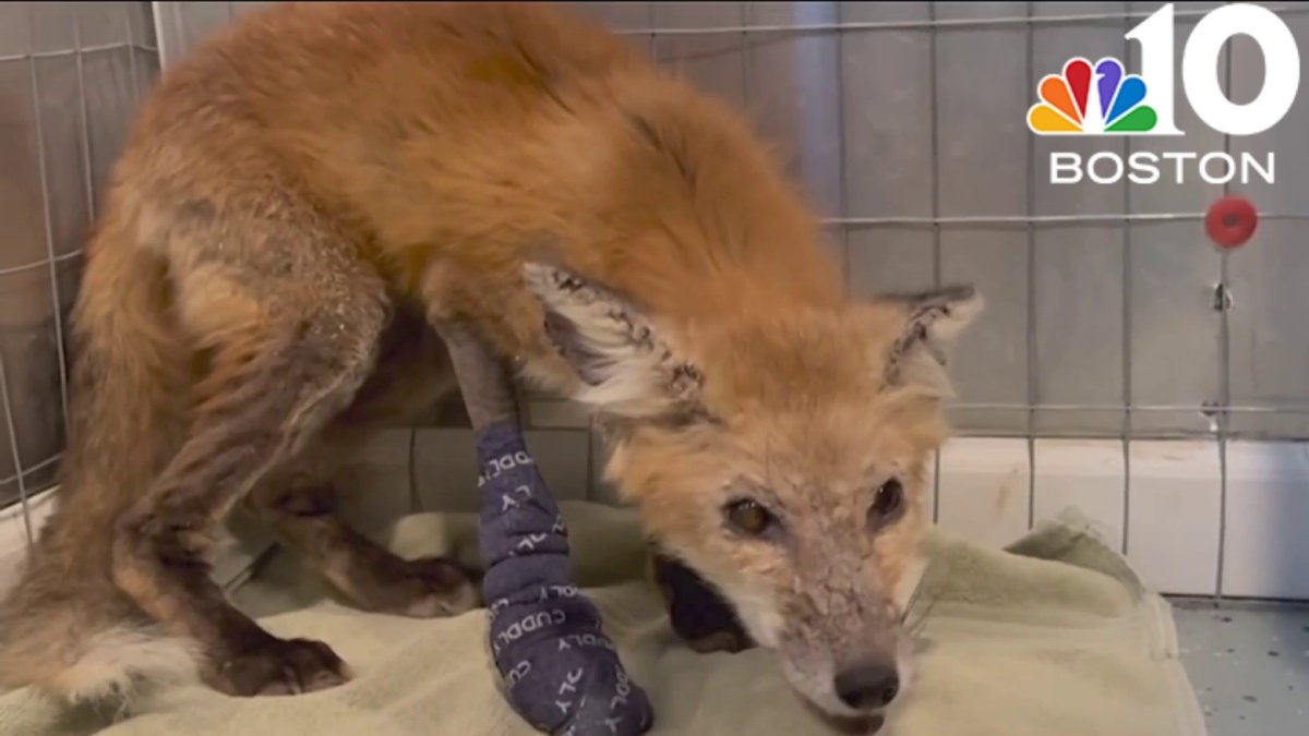 Fox recovering after rat poisoning in Mass. – NBC Boston