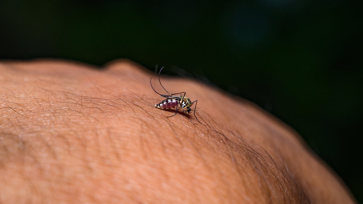 Dengue cases at all-time high linked to climate change, research says ...