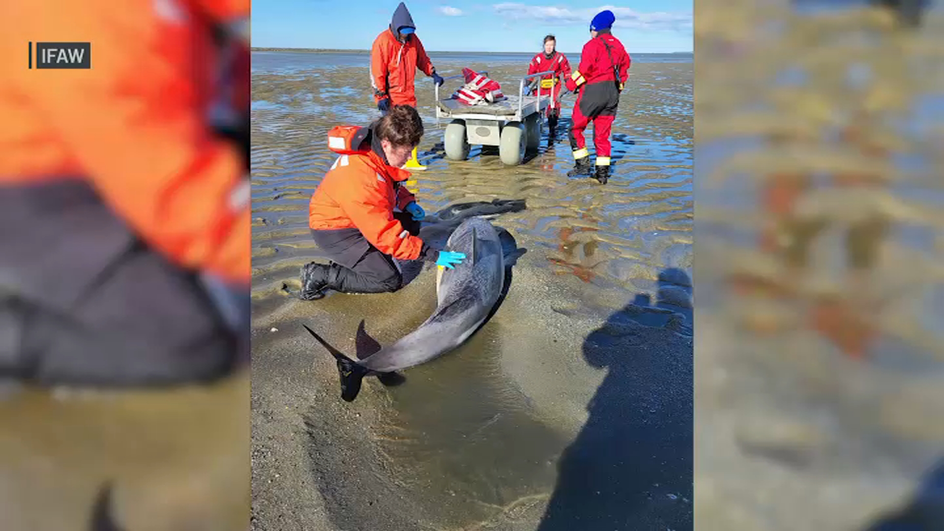 Dolphins stranded on Cape Cod – NBC Boston