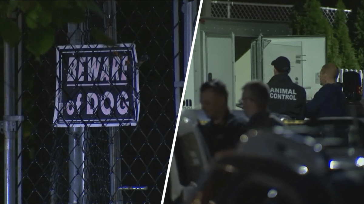 Dog attack in Boston leaves 1 dead – NBC Boston