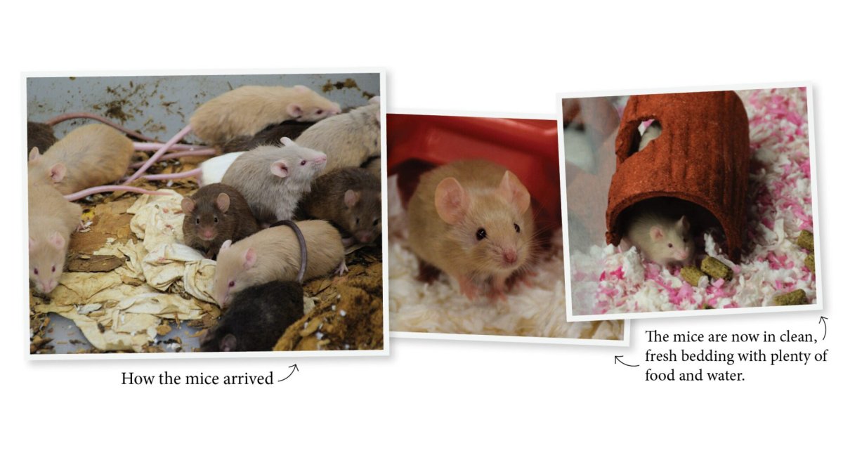 NH mouse adoption: Overwhelmed man gives up hundreds of pet mice – NBC ...