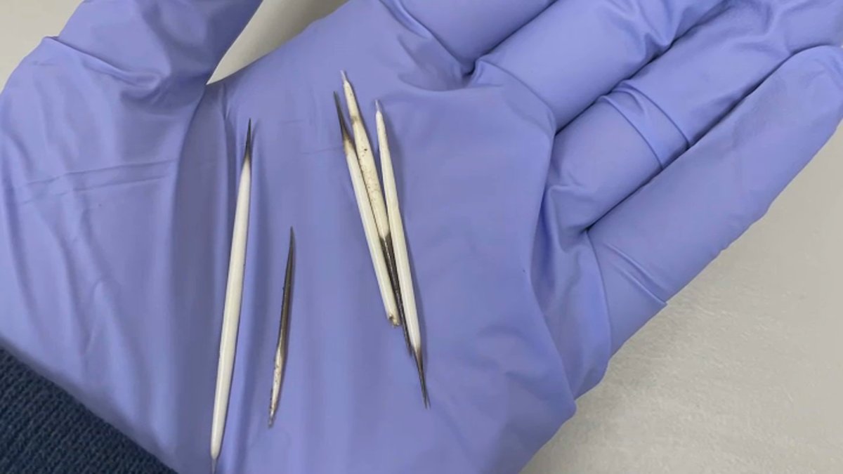 Cape Cod raccoon mystery: Porcupine quills spark rabies fear – NBC Boston