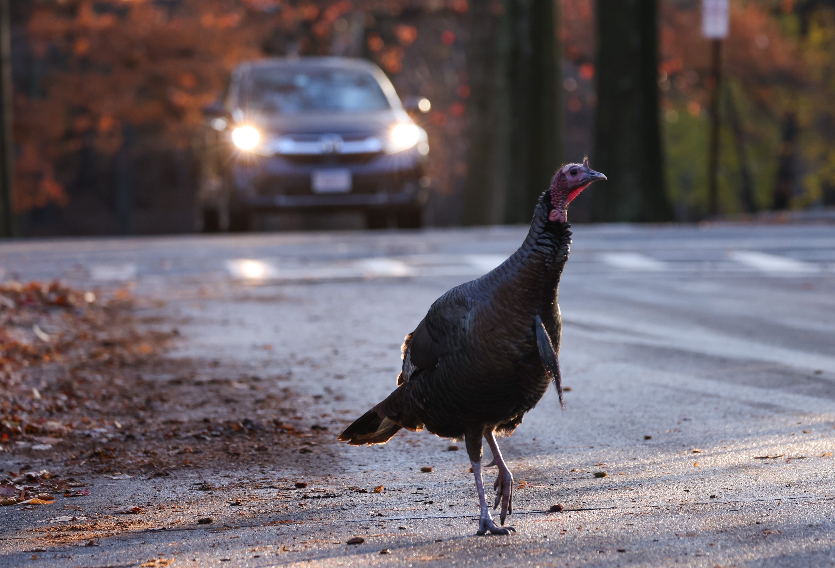 Turkey time: Wild birds flock on Mass. street (PHOTOS) – NBC Boston