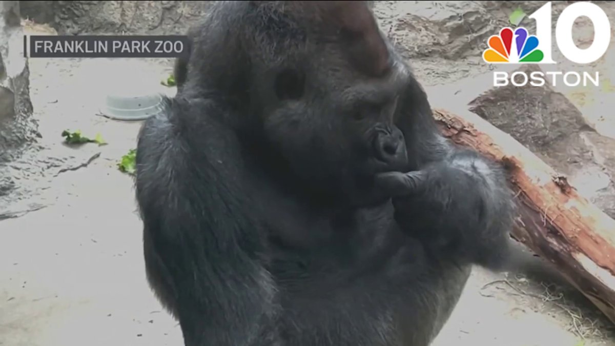 Beloved Franklin Park Zoo gorilla dies after experiencing health issues ...
