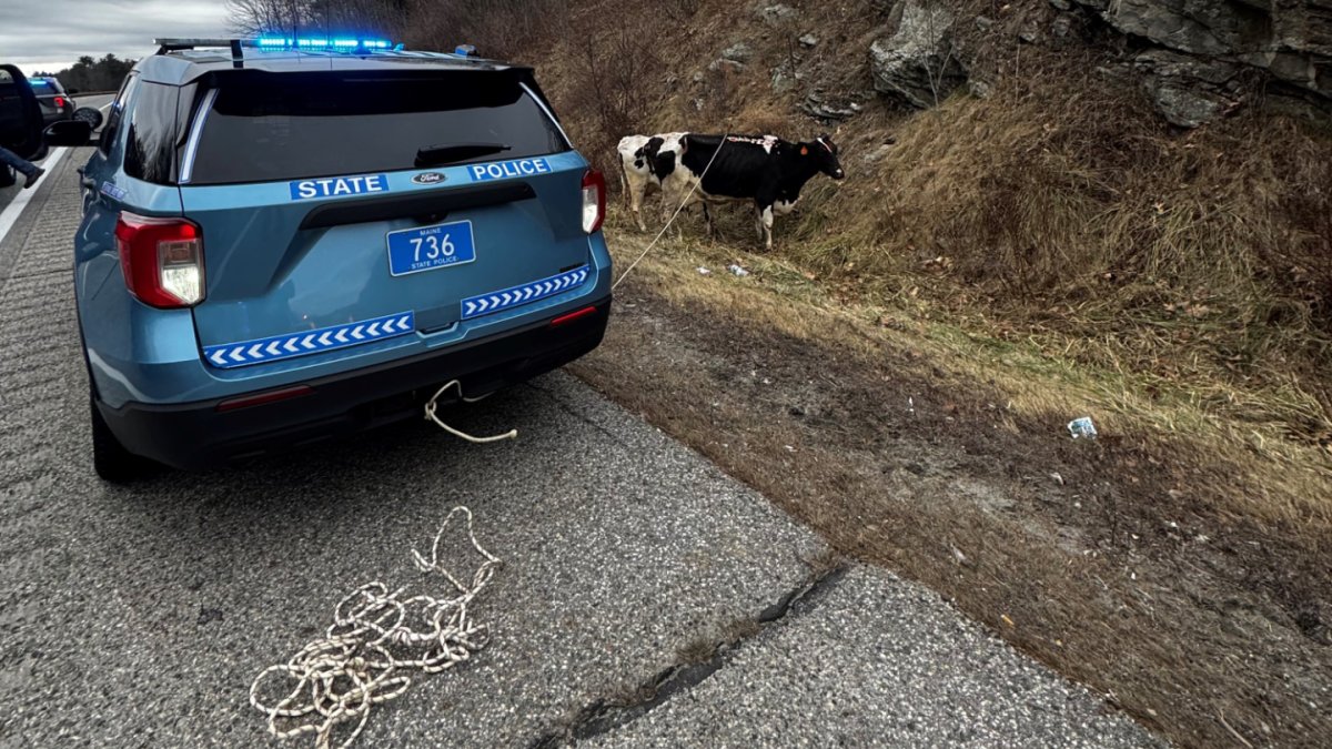 Unusual incident as cows fall from cattle trailer onto Maine Turnpike ...