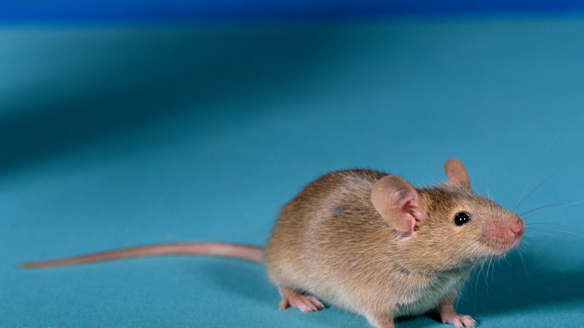 Methuen mice in schools prompt changes to food rules – NBC Boston