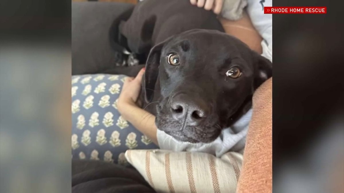 ‘Christmas miracle’: Injured dog returns to RI home after 2 weeks ...