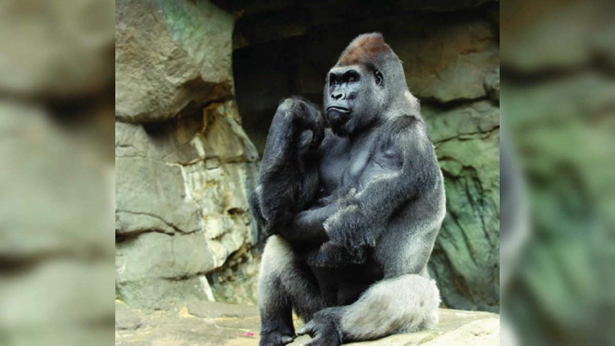 Gorilla at Boston’s Franklin Park Zoo dies: Kitombe remembered – NBC Boston