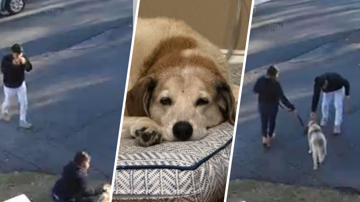 Swampscott, MA dog taken from front yard – NBC Boston